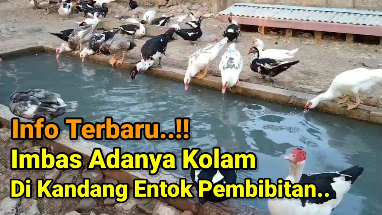 Manfaat Penting Kolam Di Kandang Ternak Entok Pembibitan Modern. - YouTube