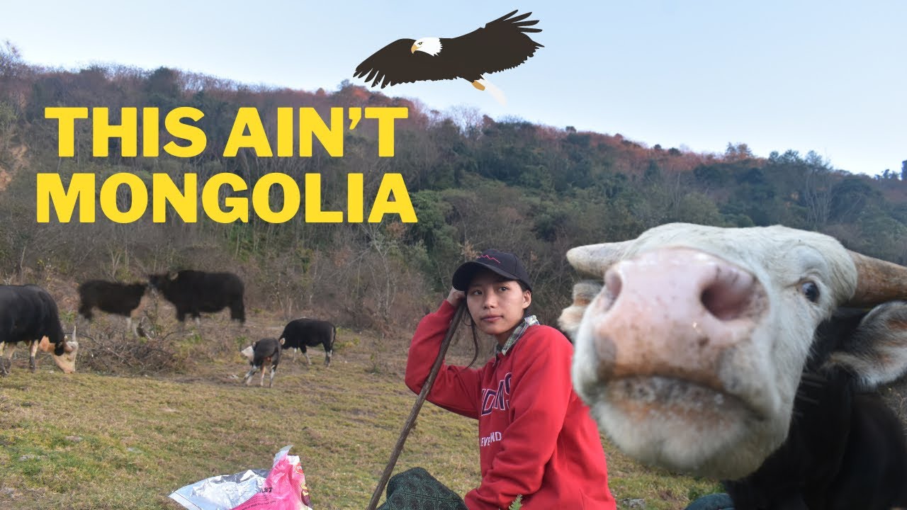 Mithun rearing at Fakim | Nagaland State Animal - YouTube