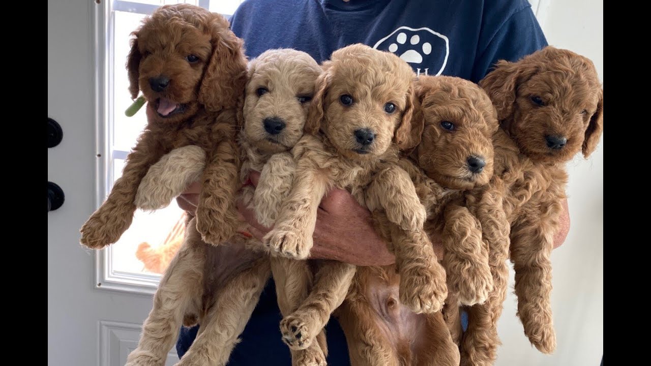 Golden Doodles: Best companion ever! - YouTube