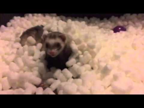 Ferrets playing in packing peanuts - YouTube