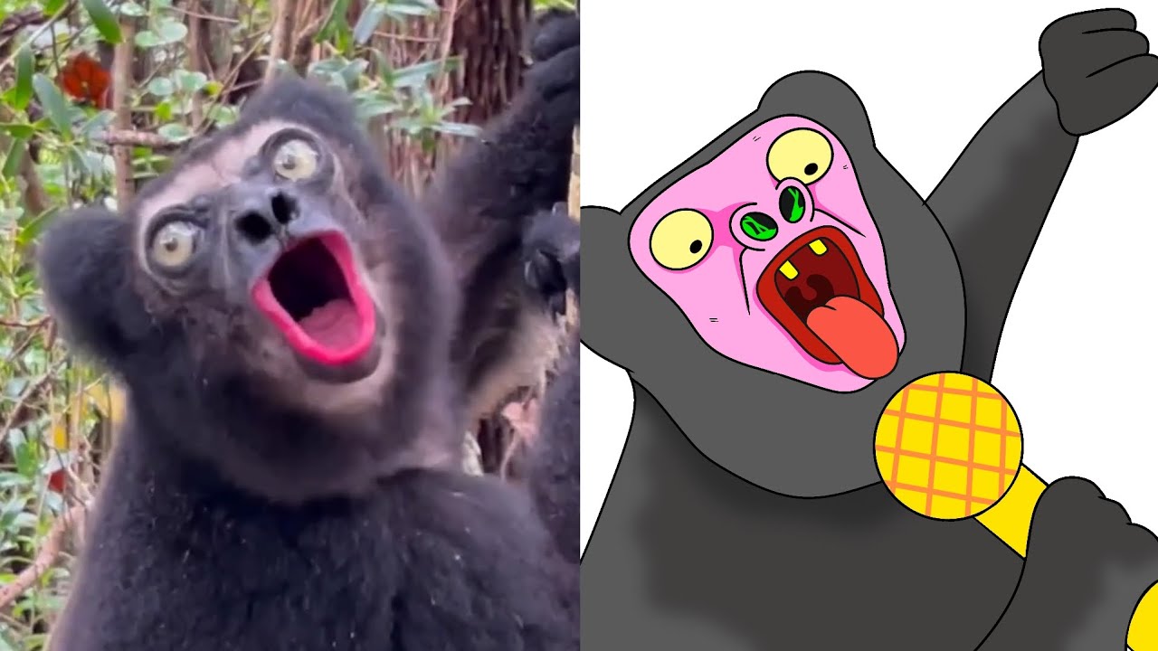 Funny Monkey Memes Compilation 3 - Funny Animals - YouTube