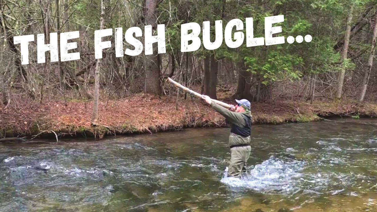 Fish Bugle, Fact or Fiction? - YouTube