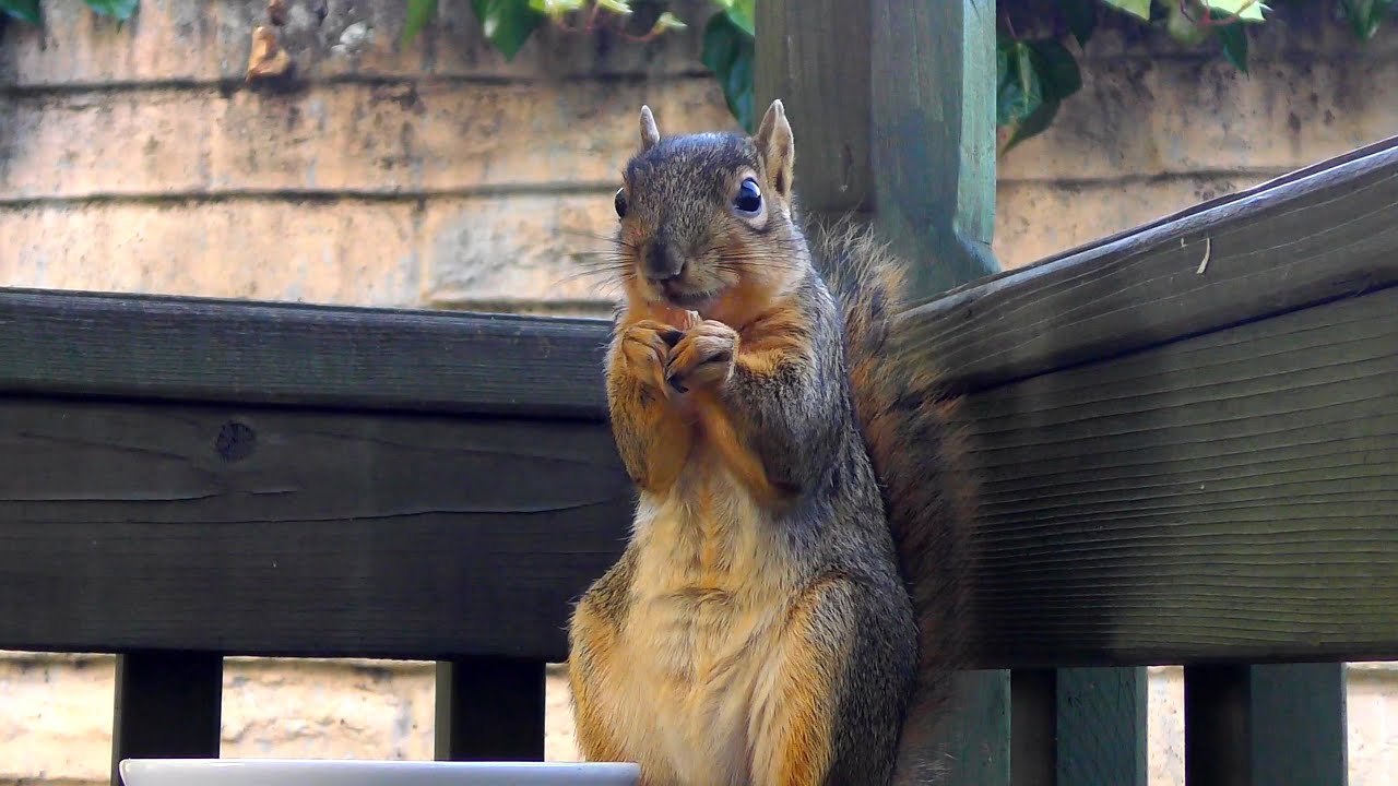 The Early Squirrel Gets the Nut - Zoey - YouTube