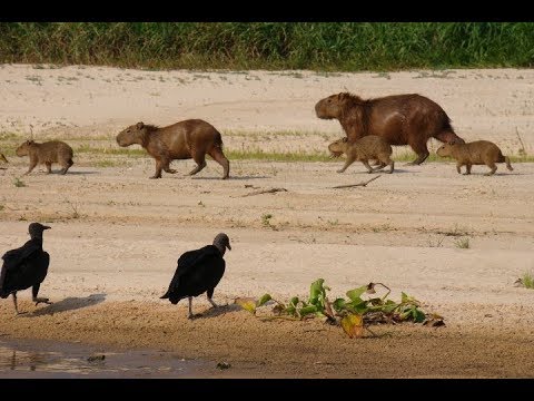 Run, Capybara! Run! Brazilian Pantanal - YouTube