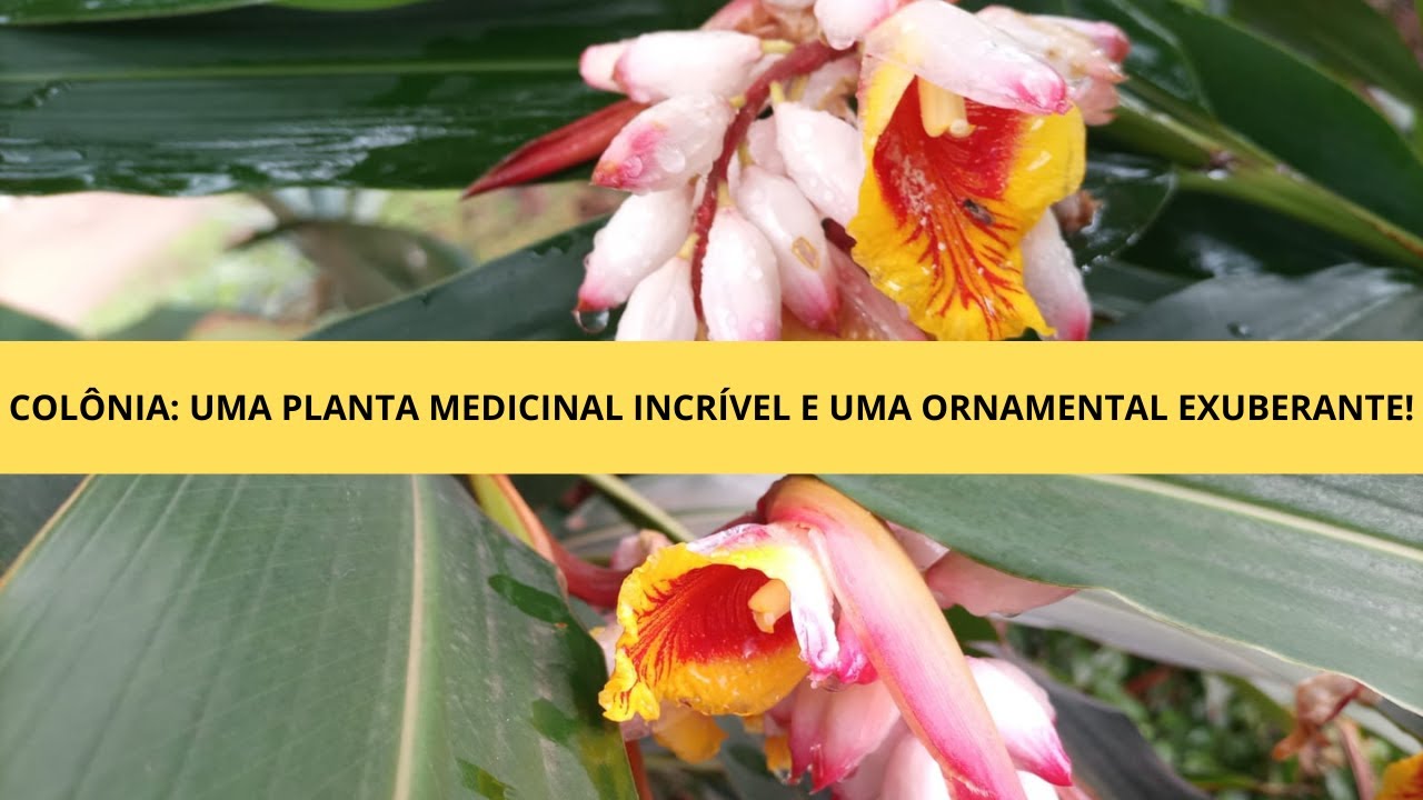 COLÔNIA: UMA PLANTA MEDICINAL INCRÍVEL E UMA ORNAMENTAL EXUBERANTE ...