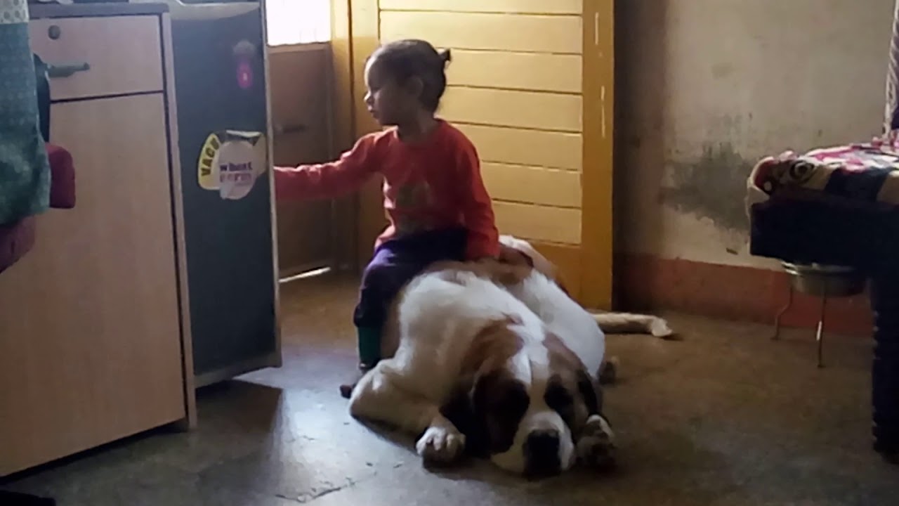 Dog Riding - YouTube