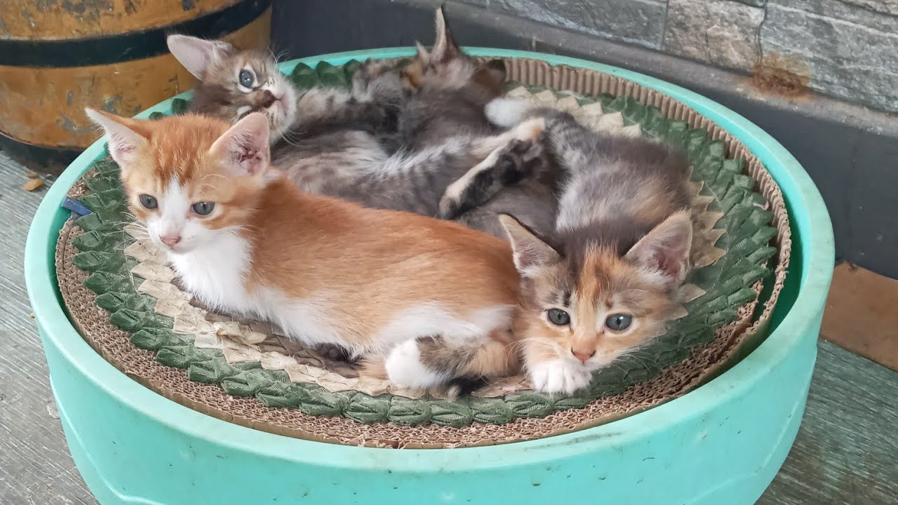 Today Cats & kittens are 618 and 523 and 472 and 466 & 459 & 368 & 294 ...