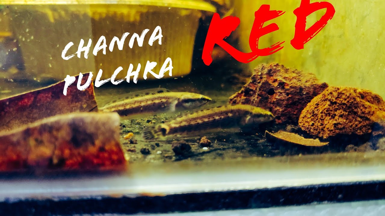 Channa Pulchra Red baby - YouTube
