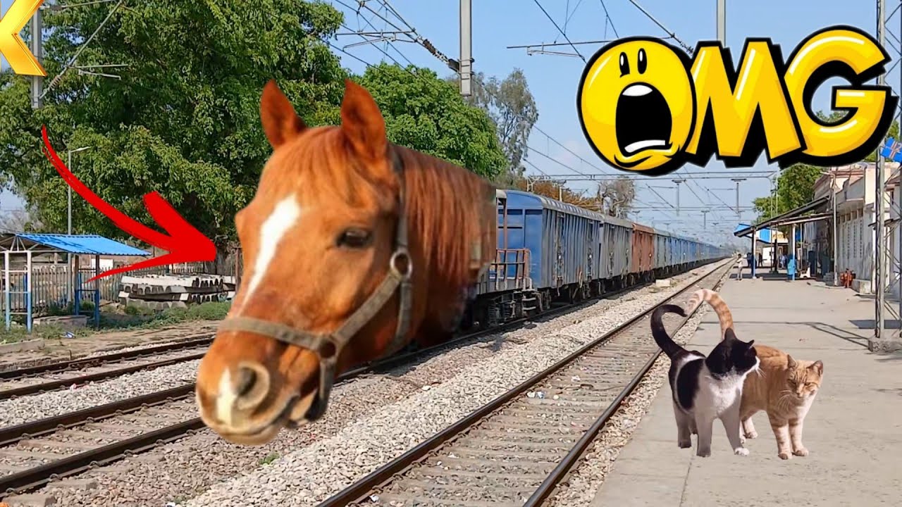 how to train a horse - funny horse train - horse train - comedy train ...