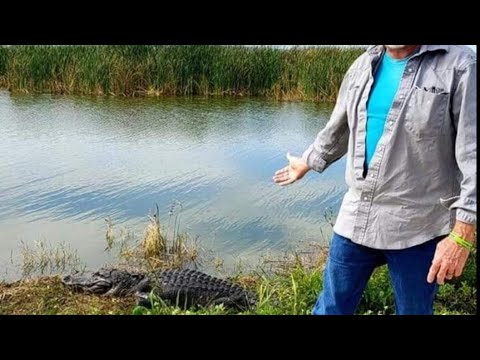 Can Alligators Really Breathe Underwater? The Shocking Truth ...