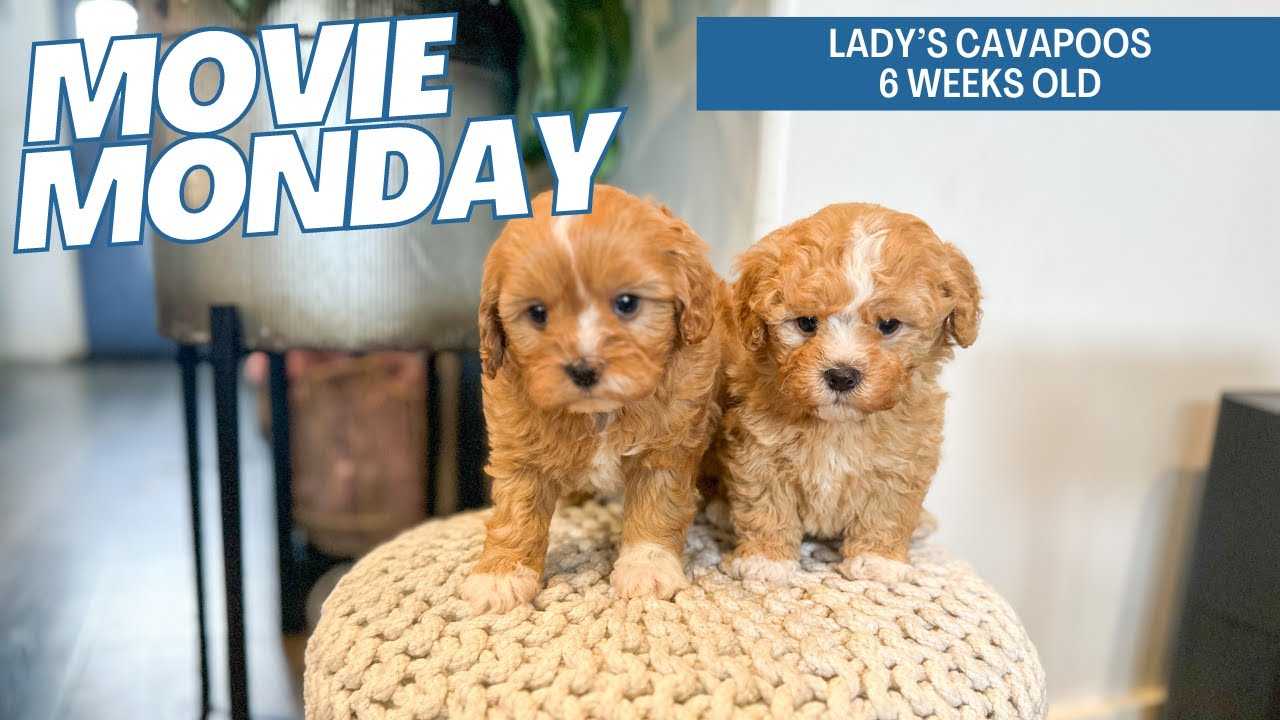 Lady's Cavapoos 6 weeks old - YouTube