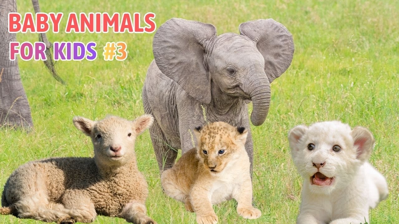 4K Baby Animal Sounds - Cutest Wild Animals You’ll Ever Hear! - YouTube