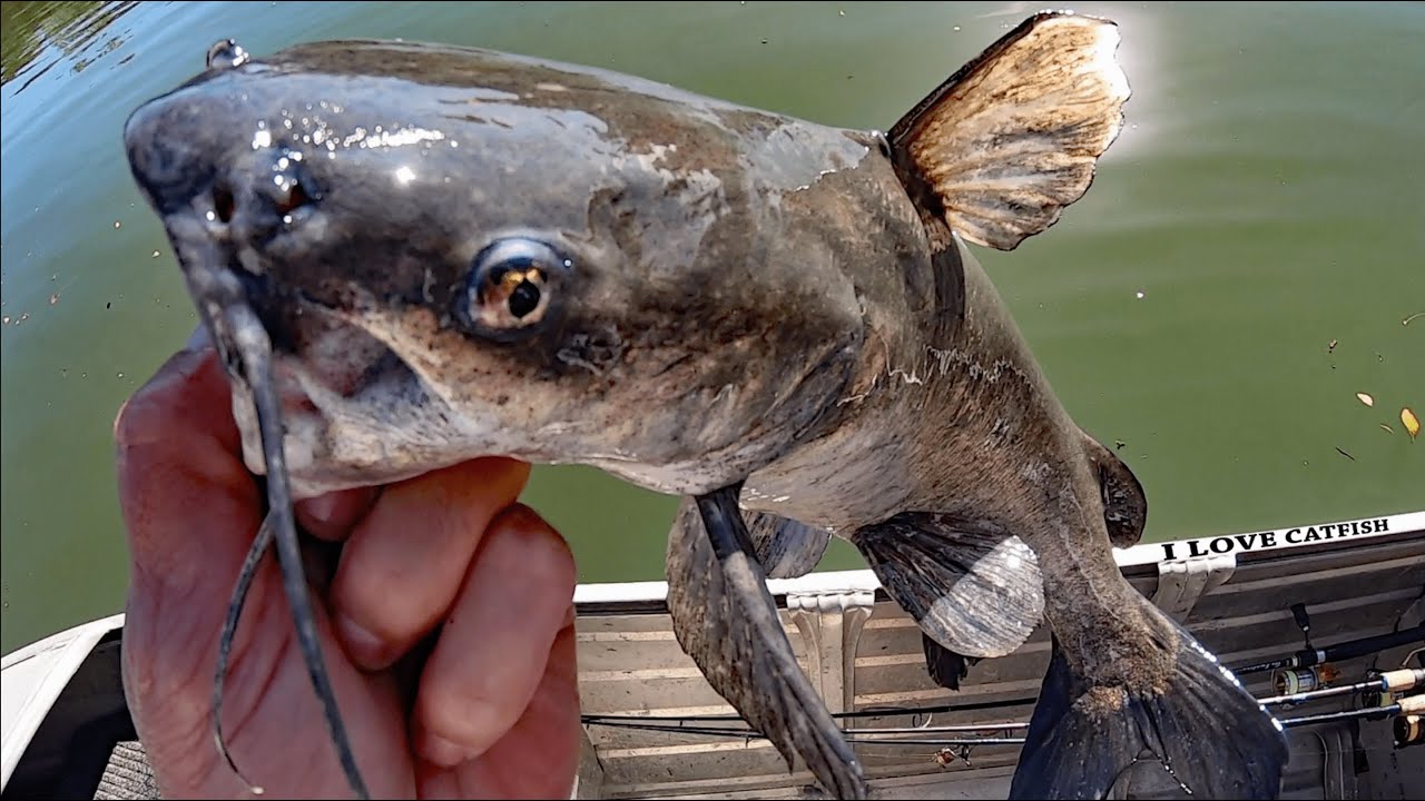 AUSTRALIAN CATFISH ON LURES. - YouTube