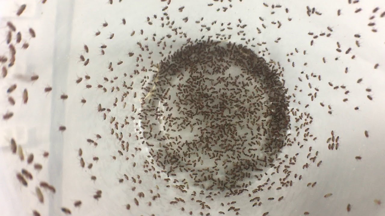 Fruit Fly Cultures - What yield can you expect? - YouTube