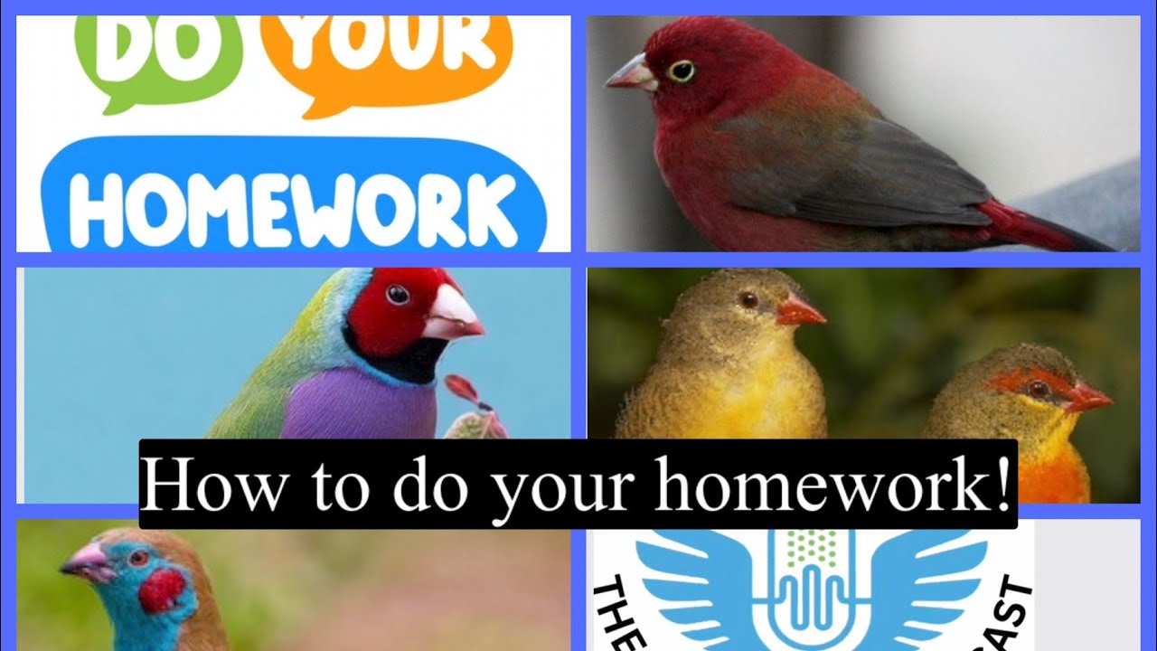 How to do your homework when buying birds. The bird brains podcast EP ...
