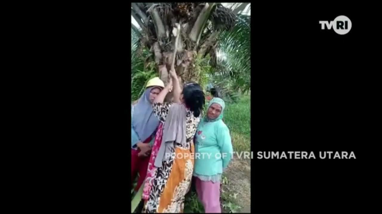 HALAU MASA TERDIRI DARI IRT PANEN BUAH KELAPA SAWIT SATPAN PT STA DI LABUSEL TEWAS. - YouTube