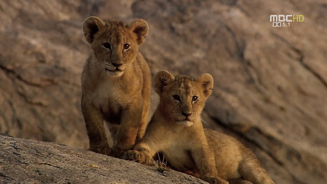 MBC Lion Queen - YouTube