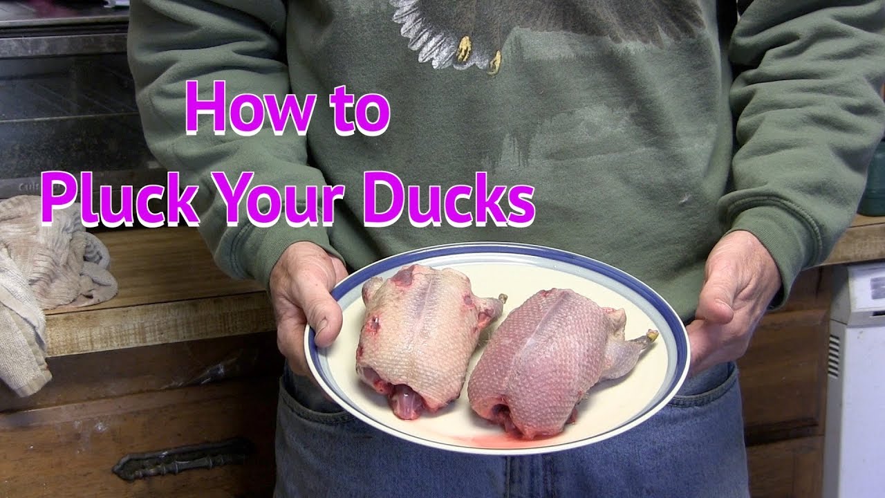 How to Pluck Your Ducks - YouTube