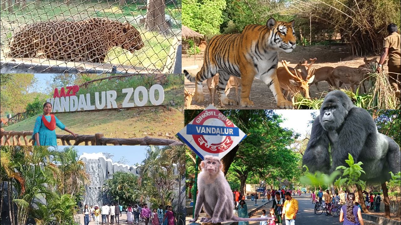 arignar anna zoological park chennai/full tour/vandalur zoo#santalivlog ...