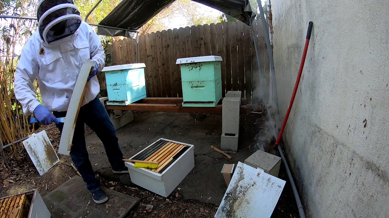 Bee Box Swap - Timelapse Video - February 15th, 2020 - YouTube