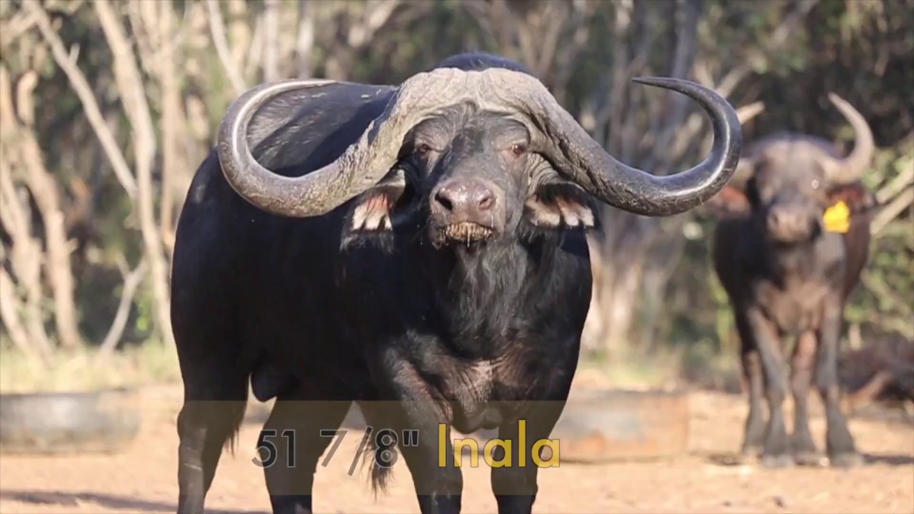 Nyumbu Game breeders auction offering of stud game animals. - YouTube