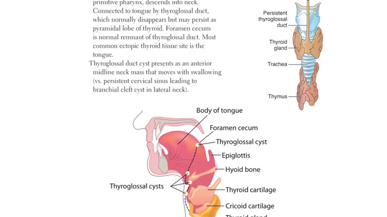 Endocrine Embryology - YouTube