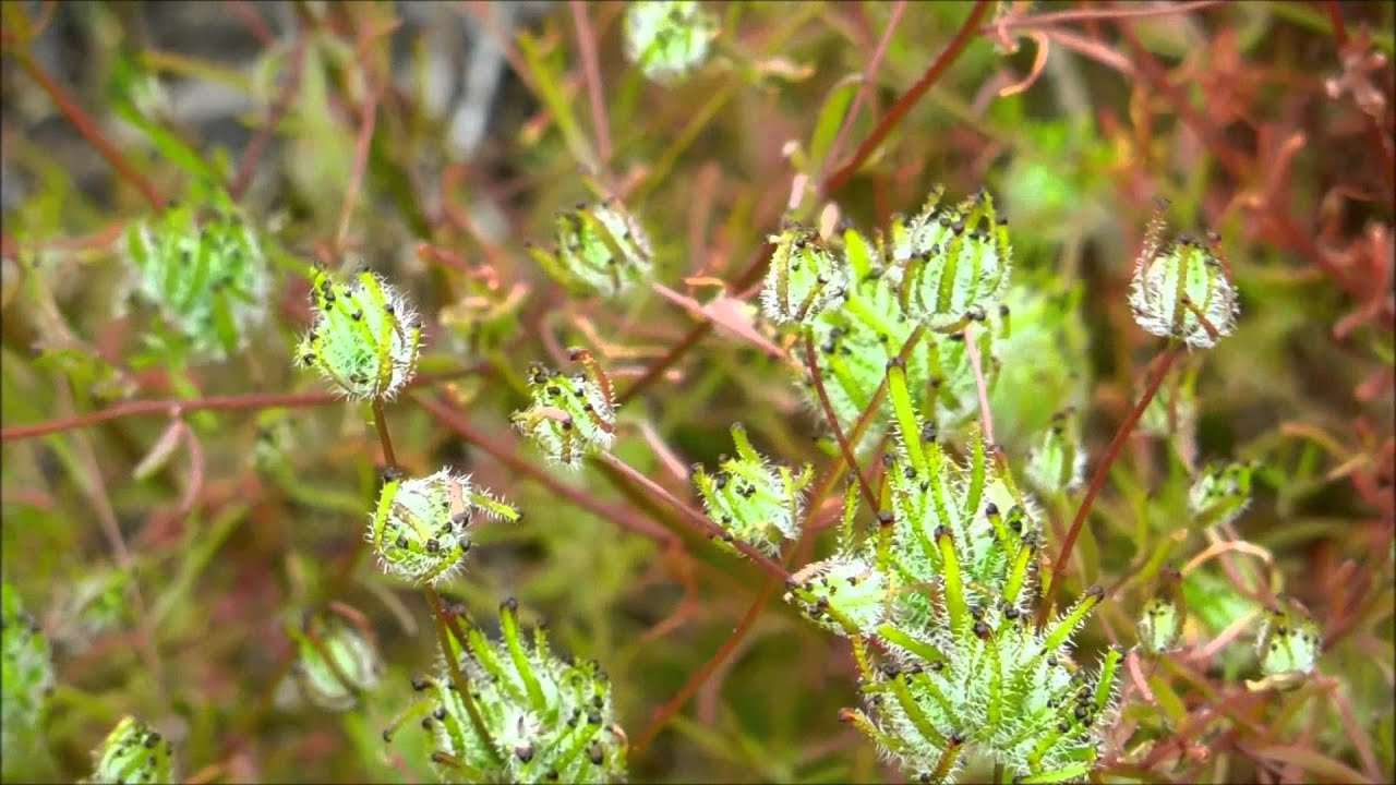 Spittle Bug Nymph Infestation - YouTube
