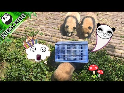 【Panda Top3】Cheng Shi Is Back! Do You Recognize Him? - YouTube