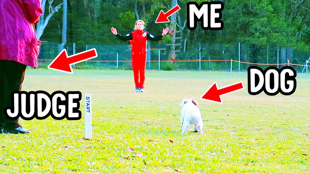 I TAUGHT MY DOG TO COMPETE & THIS IS HOW HE WENT... w/The Norris Nuts ...