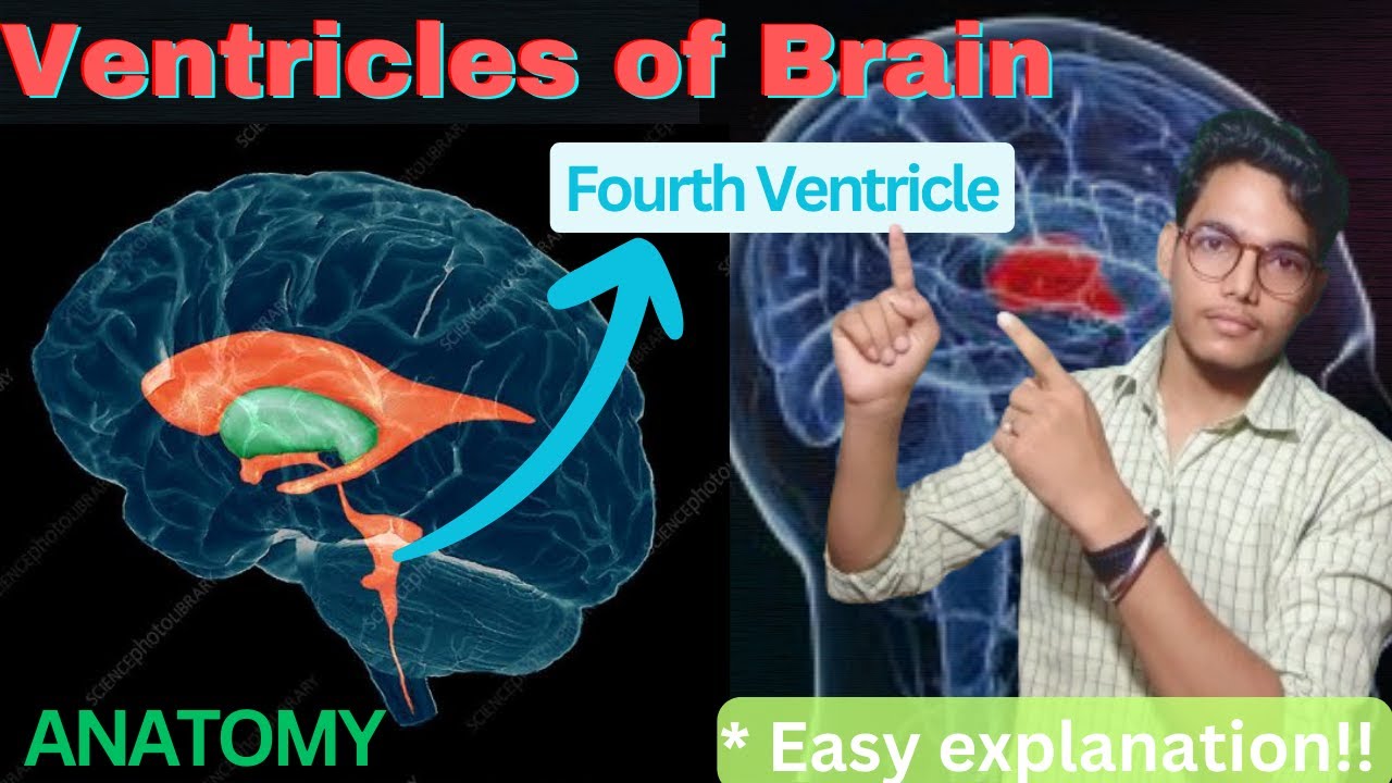 Ventricles of brain | fourth ventricle of brain anatomy | communication ...