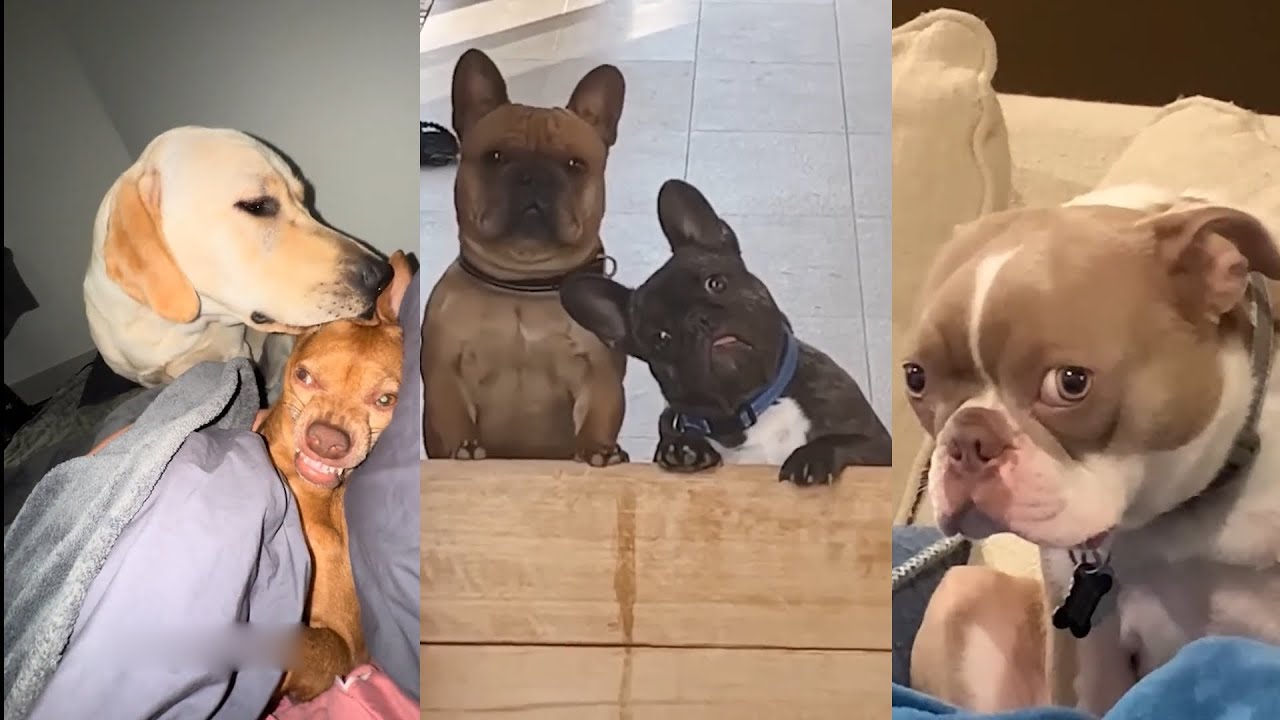 Hilarious Pet Reactions to Everyday Things! 😂 Must Watch! Part | Can't ...