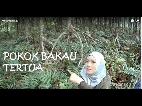 Matang Mangrove Forest Reserve, Kuala Sepetang, Perak + Fish Farm - YouTube