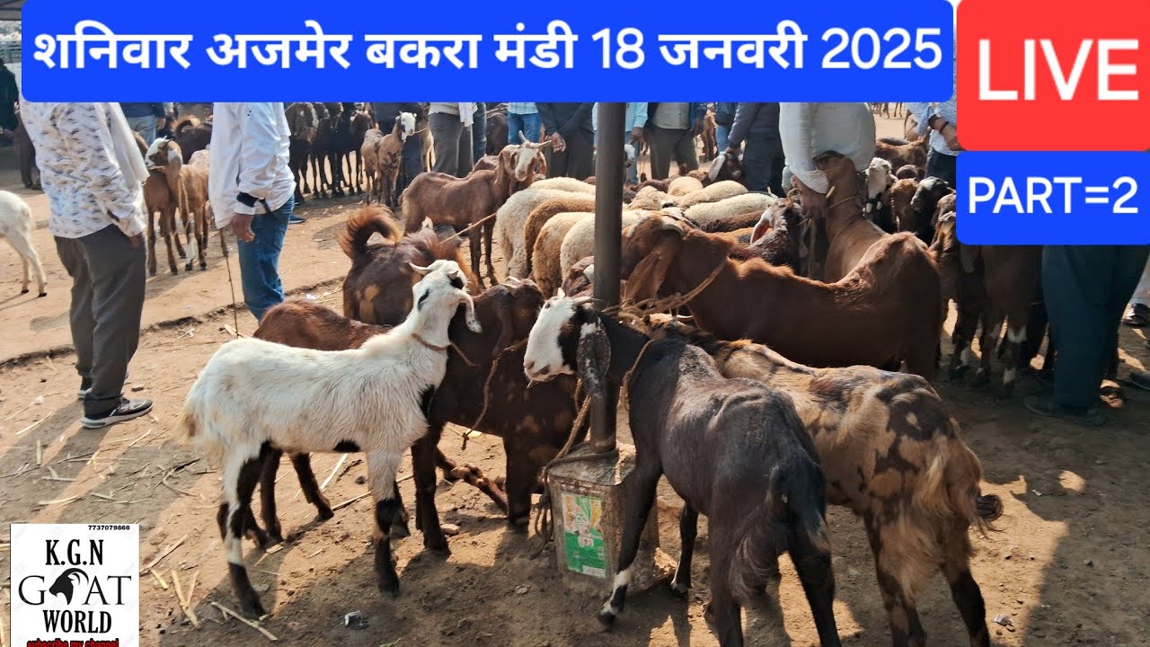 kgn goat world is live अजमेर बकरा मंडी शनिवार #goat #ajmer #goatworthy ...