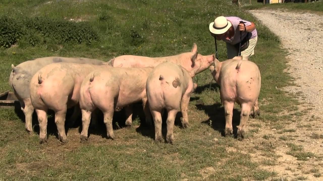 Les cochons du Berger - Glückliche Schweine am Col de la Pierre St ...