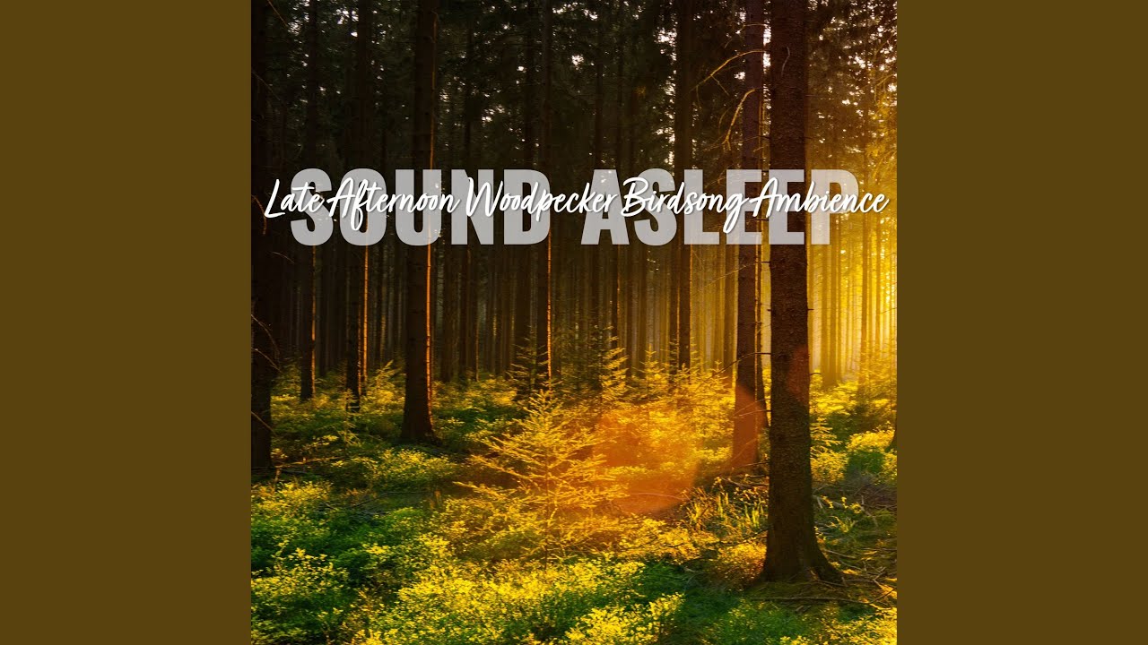 Late Afternoon Woodpecker Birdsong Ambience, Pt. 18 - YouTube