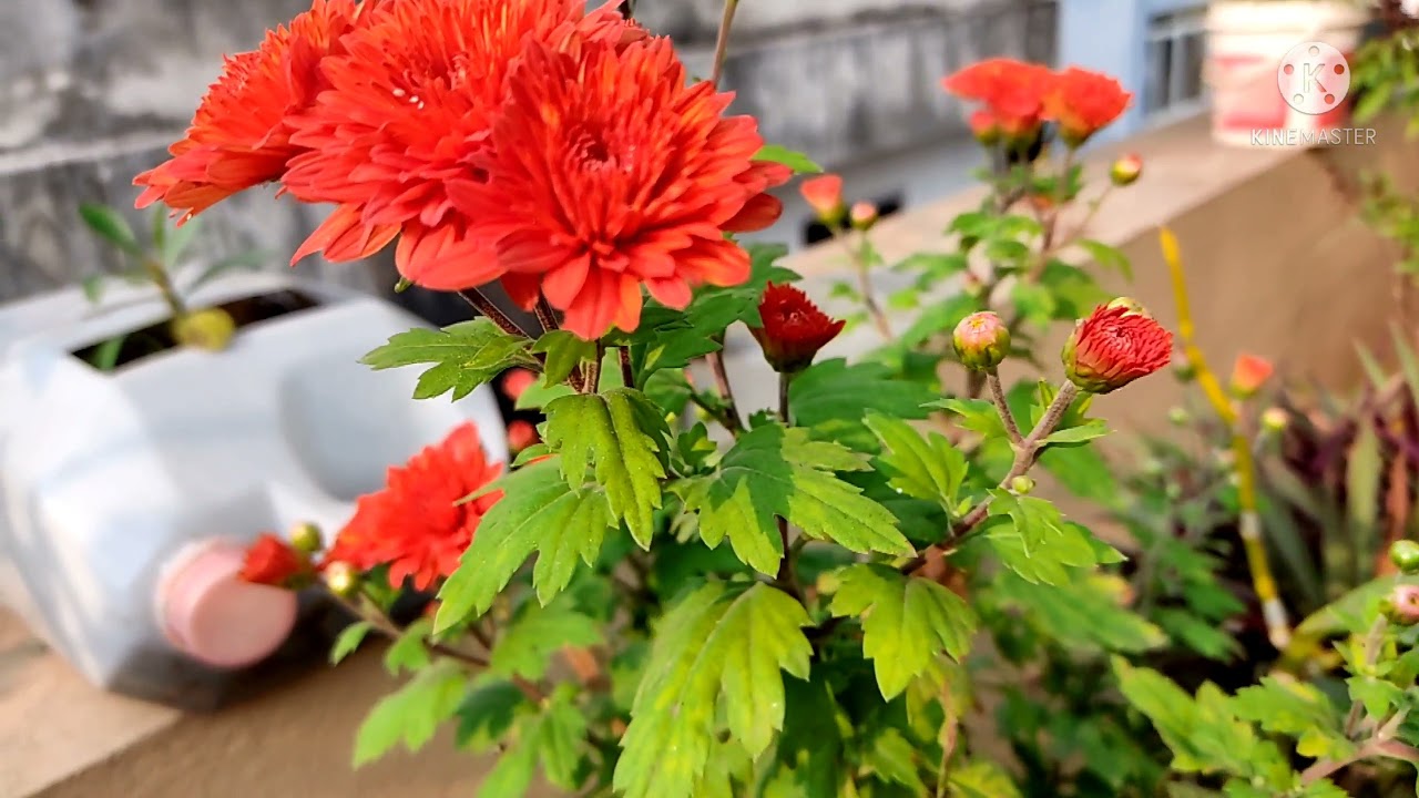 Sebati flowers#ସେବତୀ ଫୁଲ #winter seasonal flower #different colour ...
