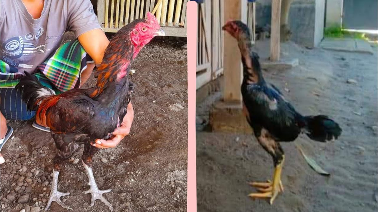 Mangon VS Pakhoy Plucker - YouTube