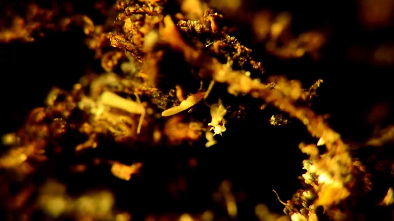 Самцы коренвого червеца Rhizoecus sp. в грунте. - YouTube