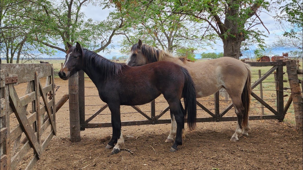 potras overa y zaina nuevitas $84.000 C/U - YouTube