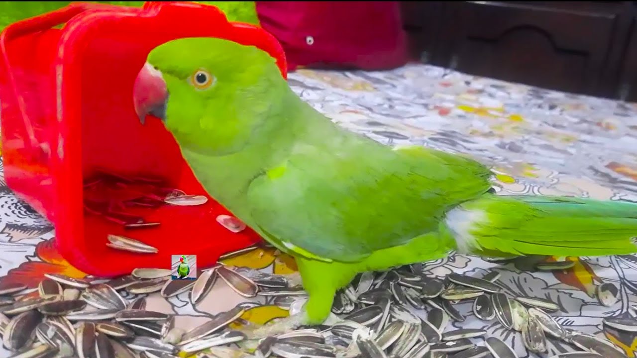 So Playful And Active Female Green Talking Parrot | Ringneck Female ...