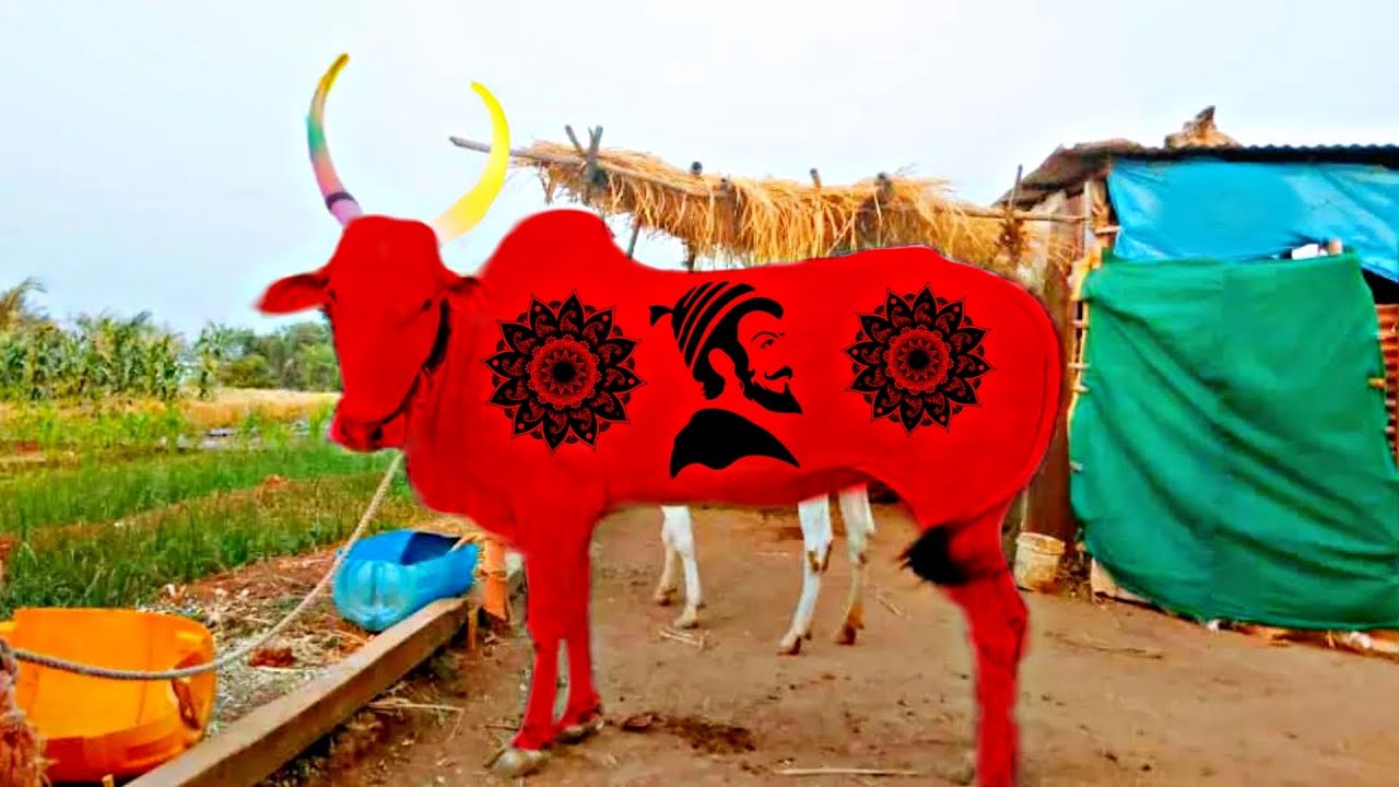 Bailgada Sharyat, Sharyat, Bailgada - YouTube