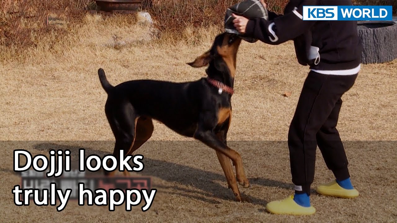 Dojji looks truly happy (Dogs are incredible EP.108-7) | KBS WORLD TV ...