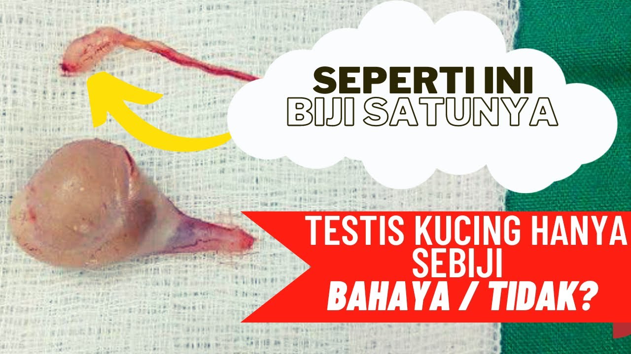 testis kucing jantan kamu hanya satu - YouTube