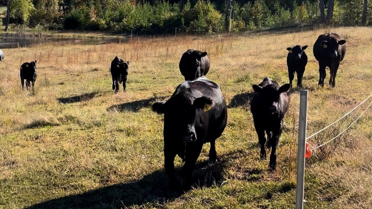 Cows are fussy this morning! Let's get'm up and moving live from the ...