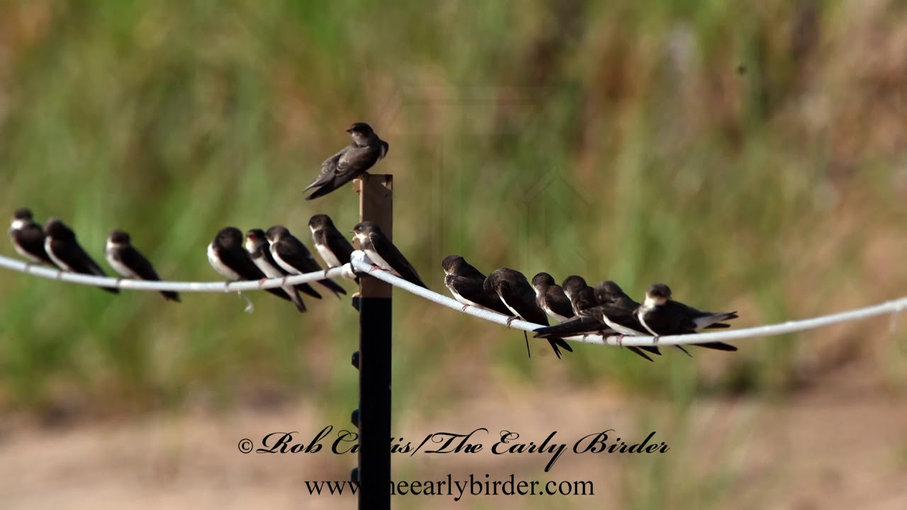 BANK SWALLOW, Riparia riparia group near nests - YouTube