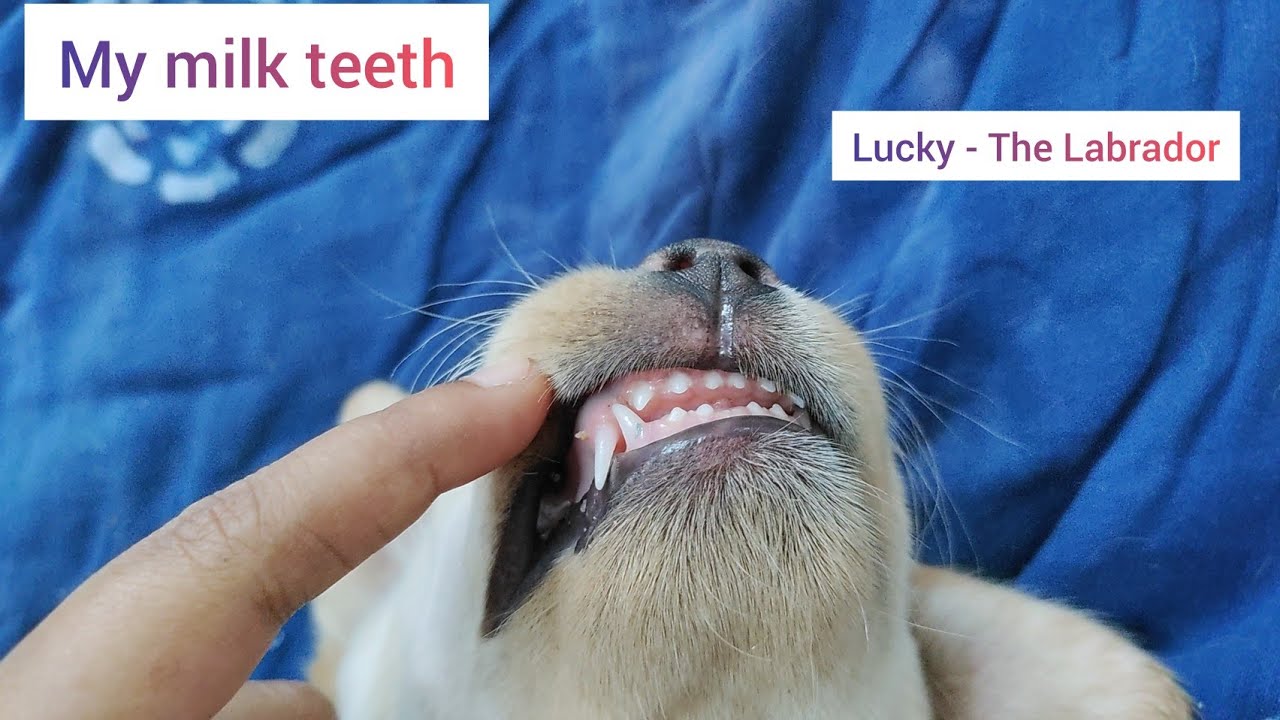 Labrador puppy milk teeth | Biting & Playing with my hooman | Teeth of ...