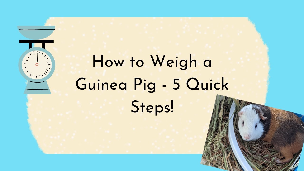 How to weigh a guinea pig - 5 quick steps! - YouTube