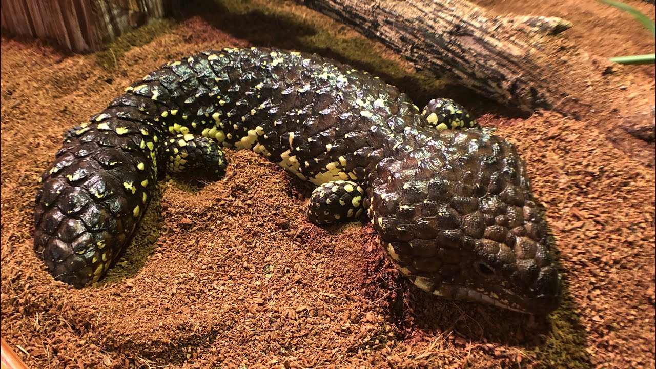 Shingle Back Skink set up - YouTube
