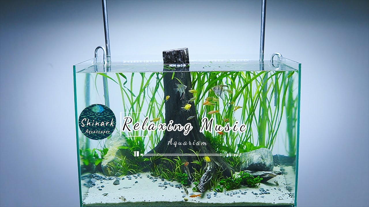 Fish tank music video with natural sounds to relax at home | Shinark ...