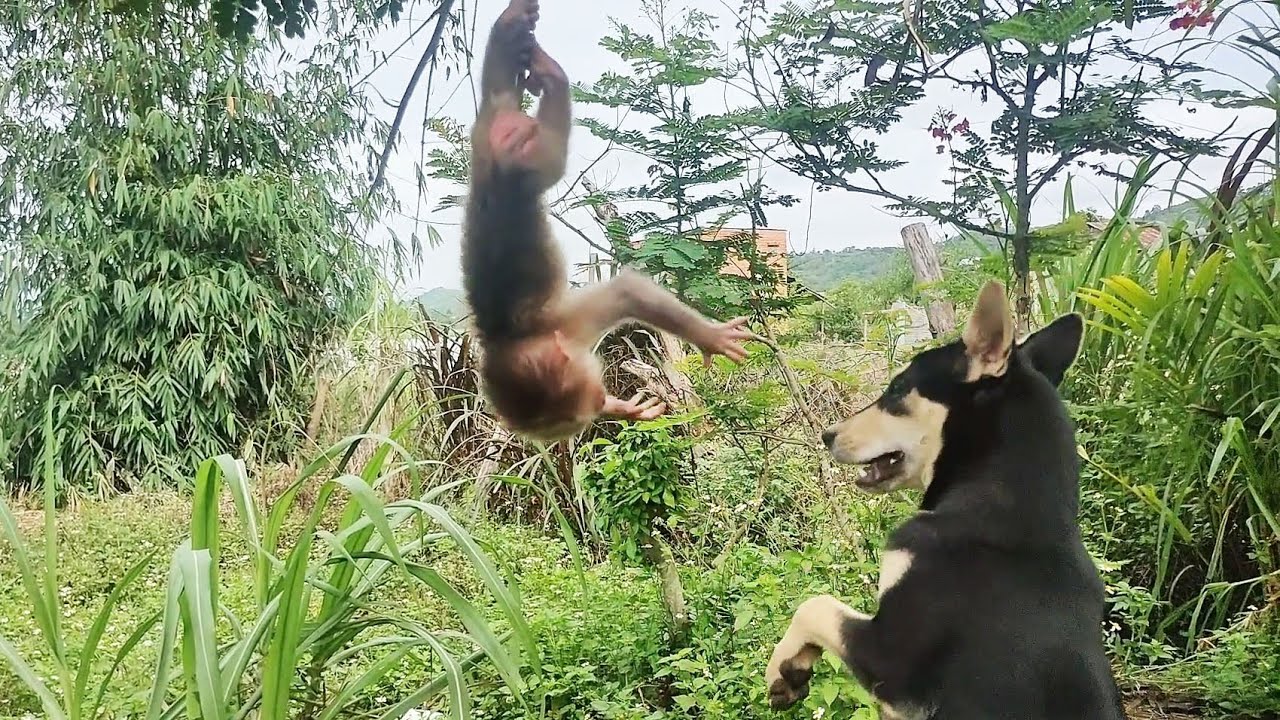 Clever Bob monkey climbs tree to avoid naughty puppy - YouTube